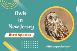 9 Types of Owls in New Jersey (ID Guide)
