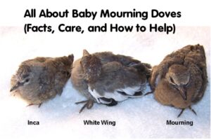 All About Baby Mourning Doves: Facts, Care, and How to Help