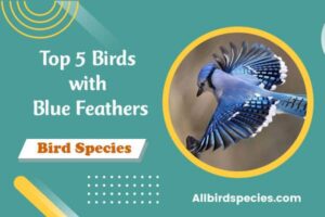 16 Types of Blue Birds (With Photos)