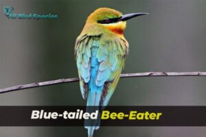 Birds With Blue Tails – Stunning Species You Should See!