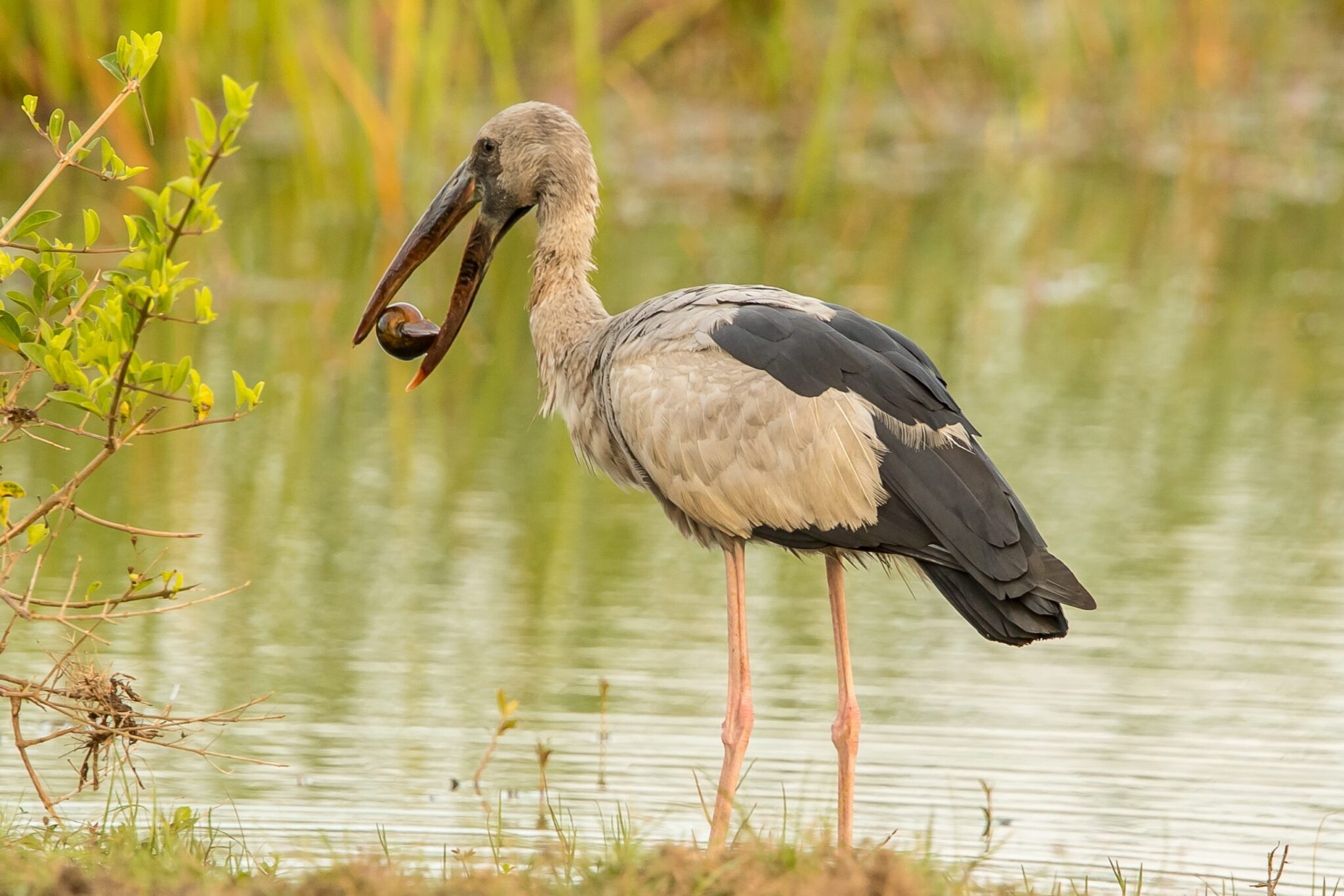 Asian Openbill - All Bird Species