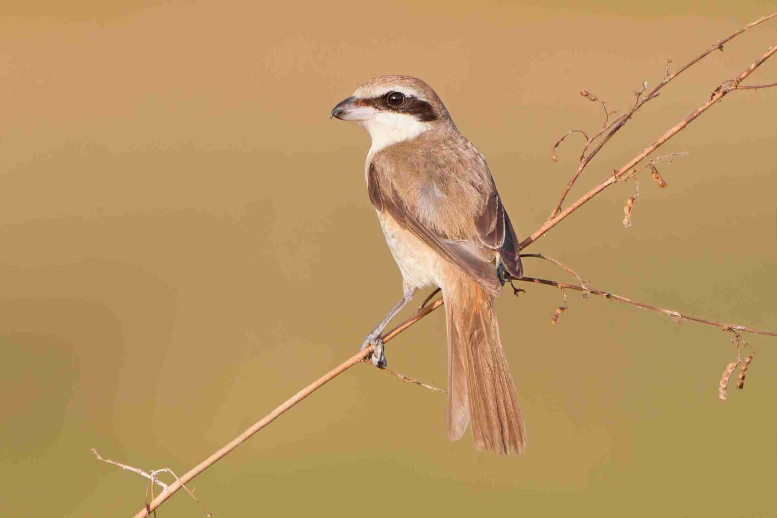 Brown Shrike - All Bird Species