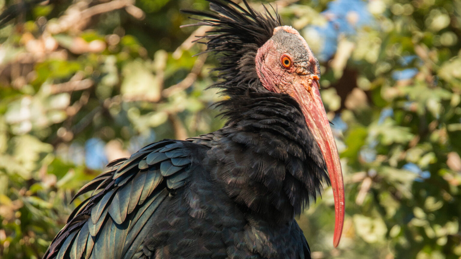 Northern Bald Ibis - All Bird Species