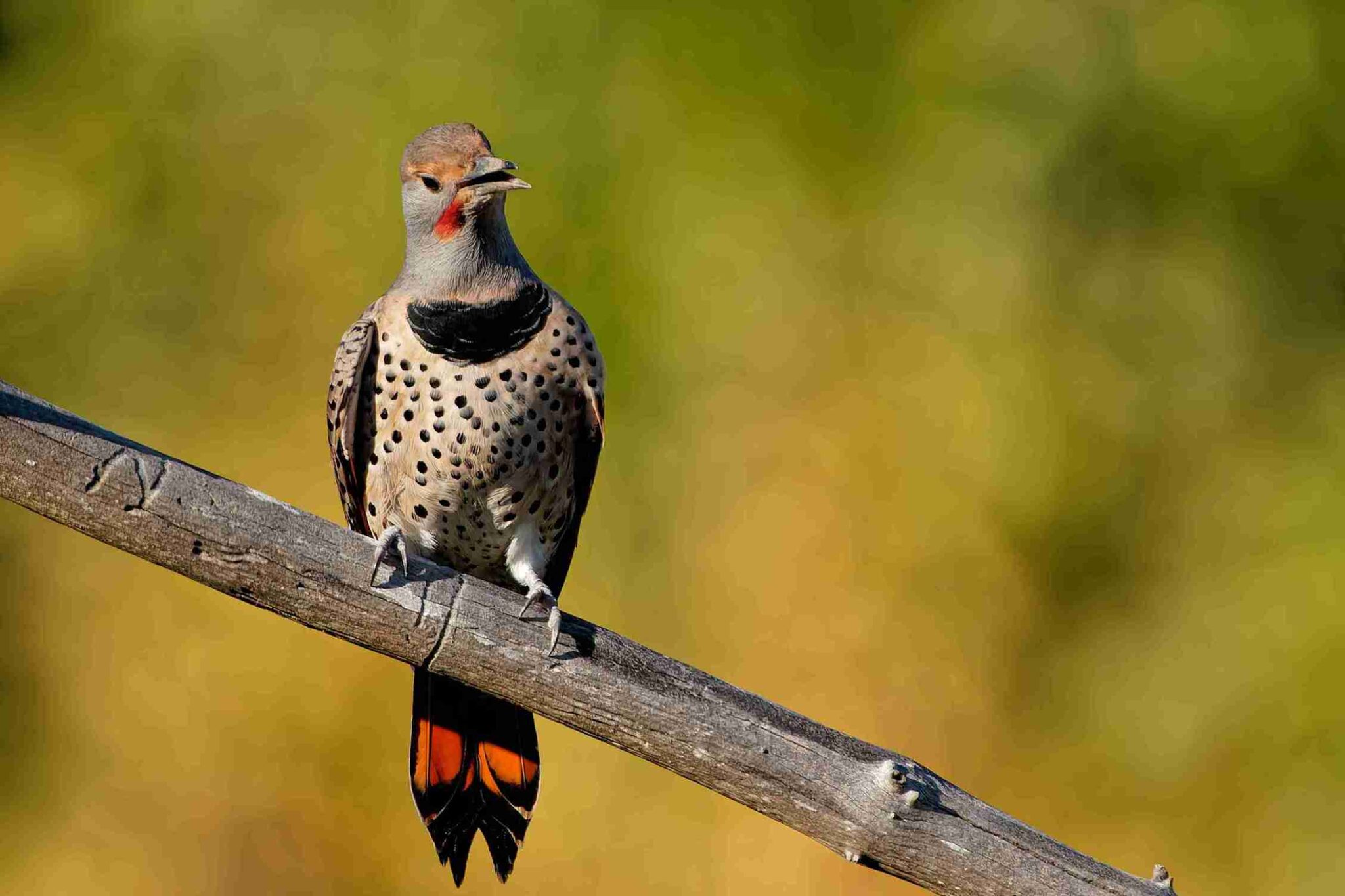 Northern Flicker Woodpecker - All Bird Species