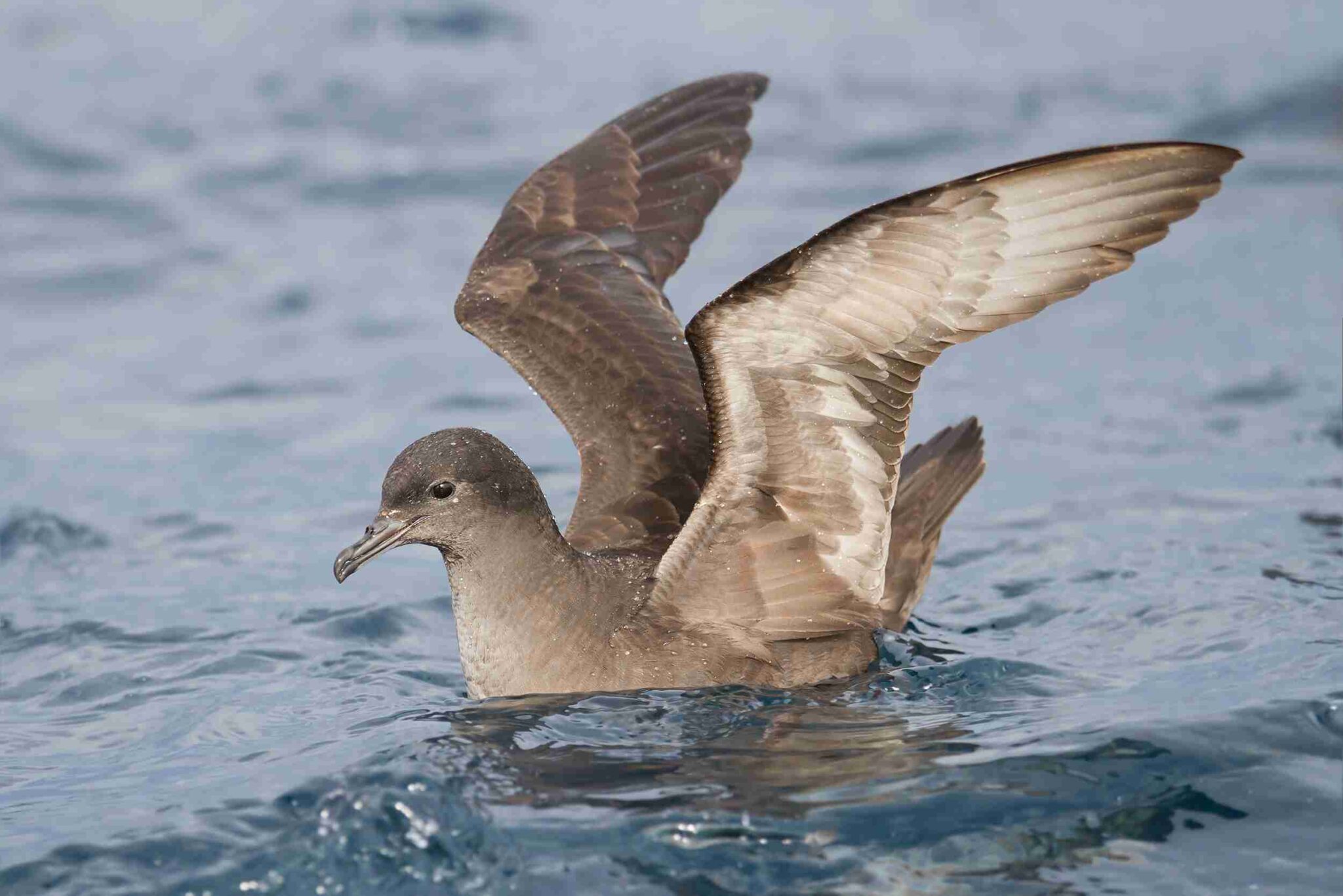 Short-tailed Shearwater - All Bird Species
