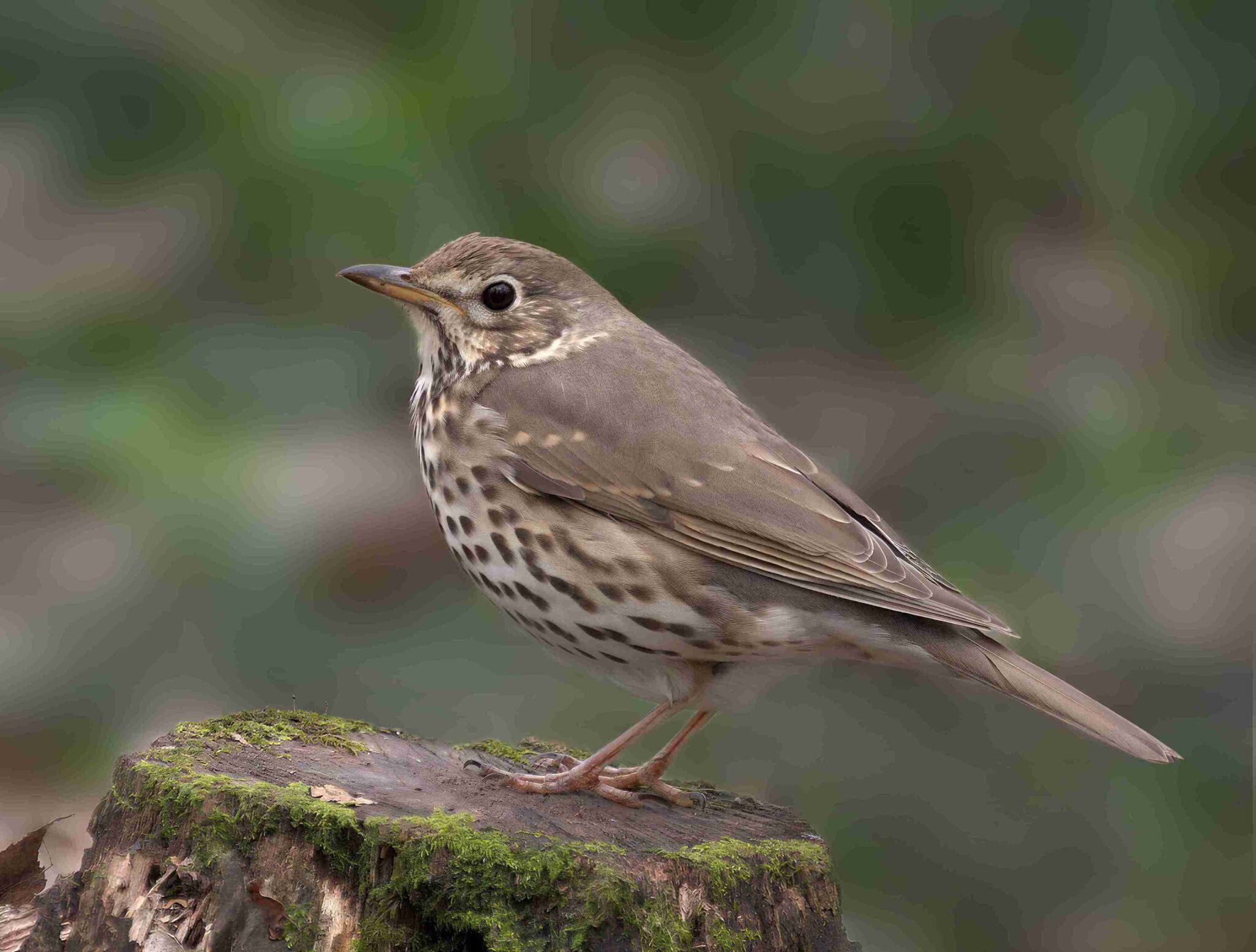 Song Thrush - All Bird Species
