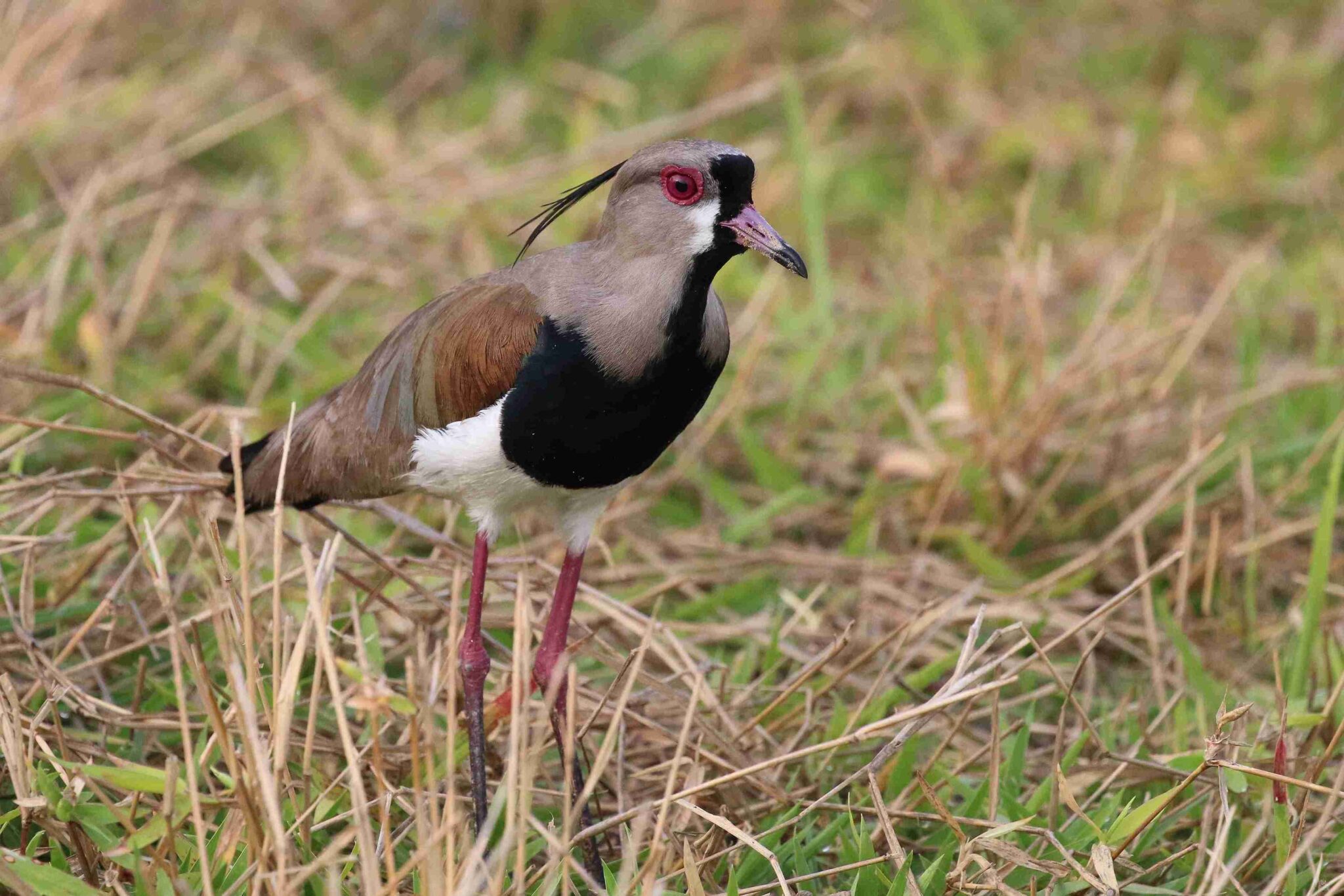Southern Lapwing - All Bird Species