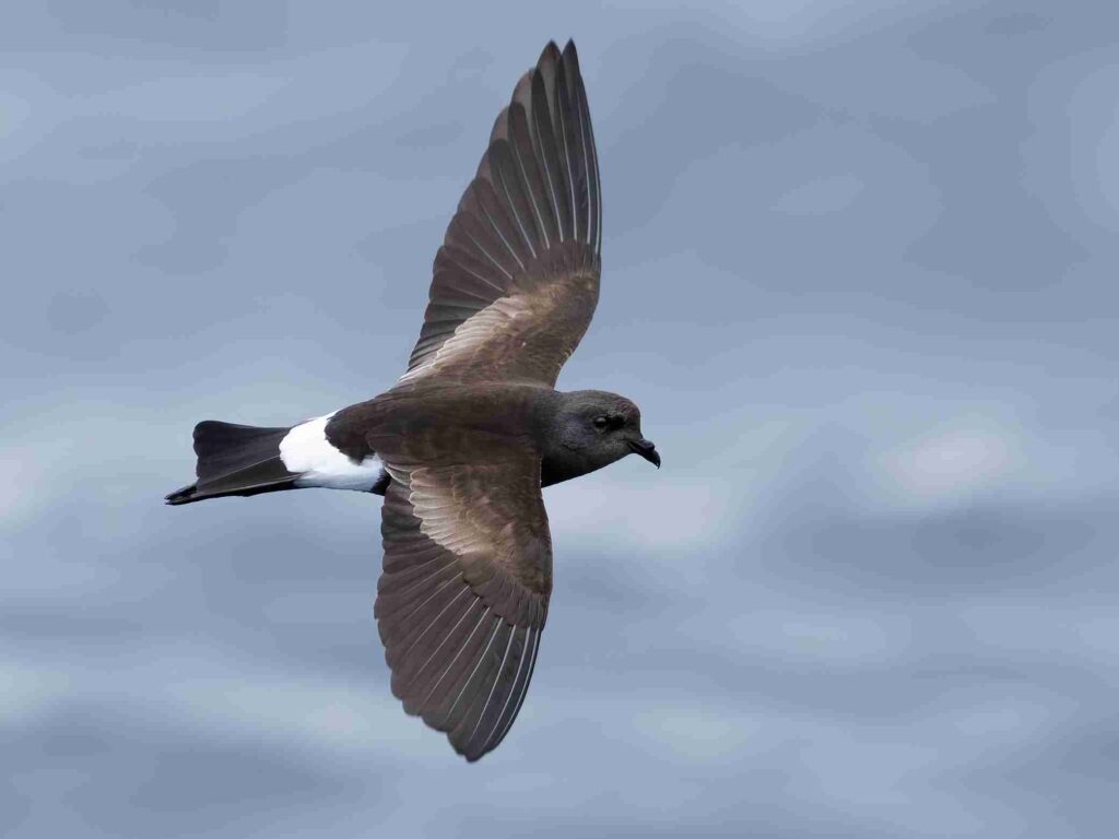 Wilson's Storm-Petrel - All Bird Species