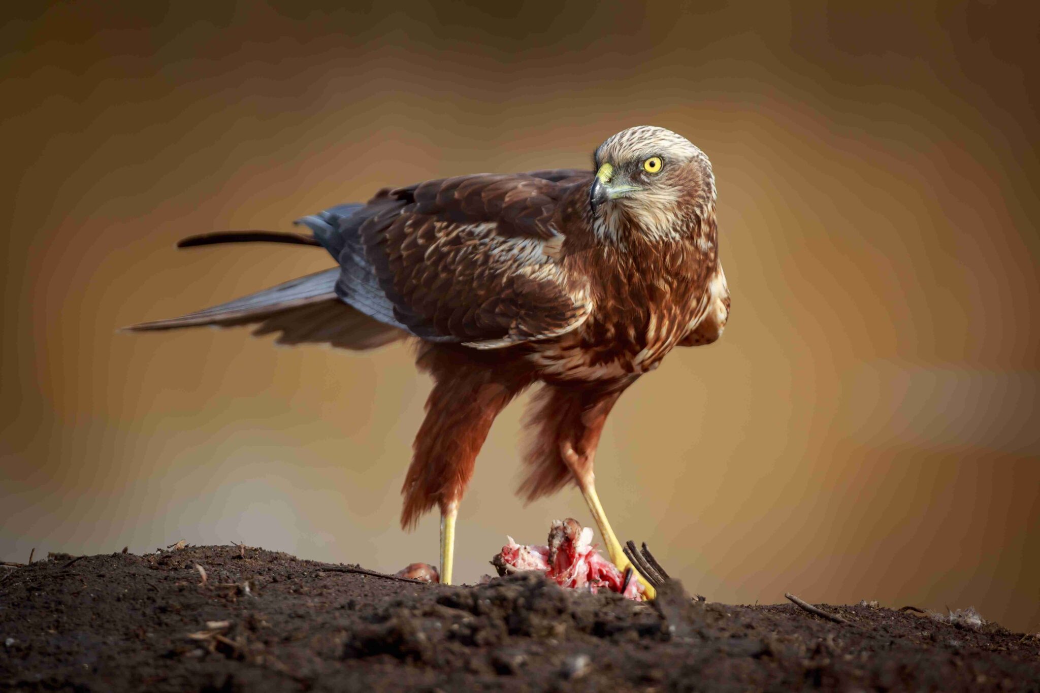 harrier - All Bird Species