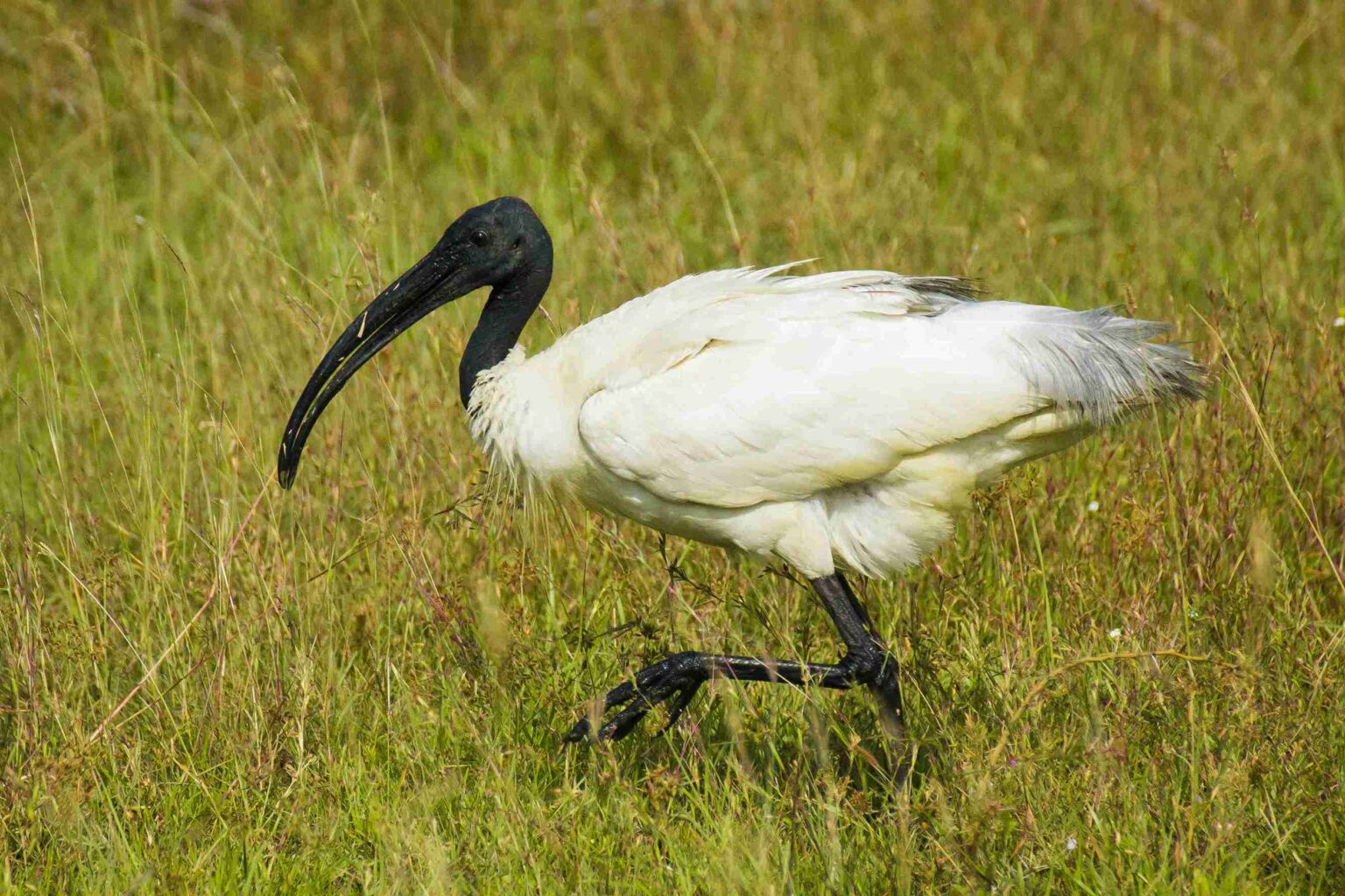ibis bird - All Bird Species