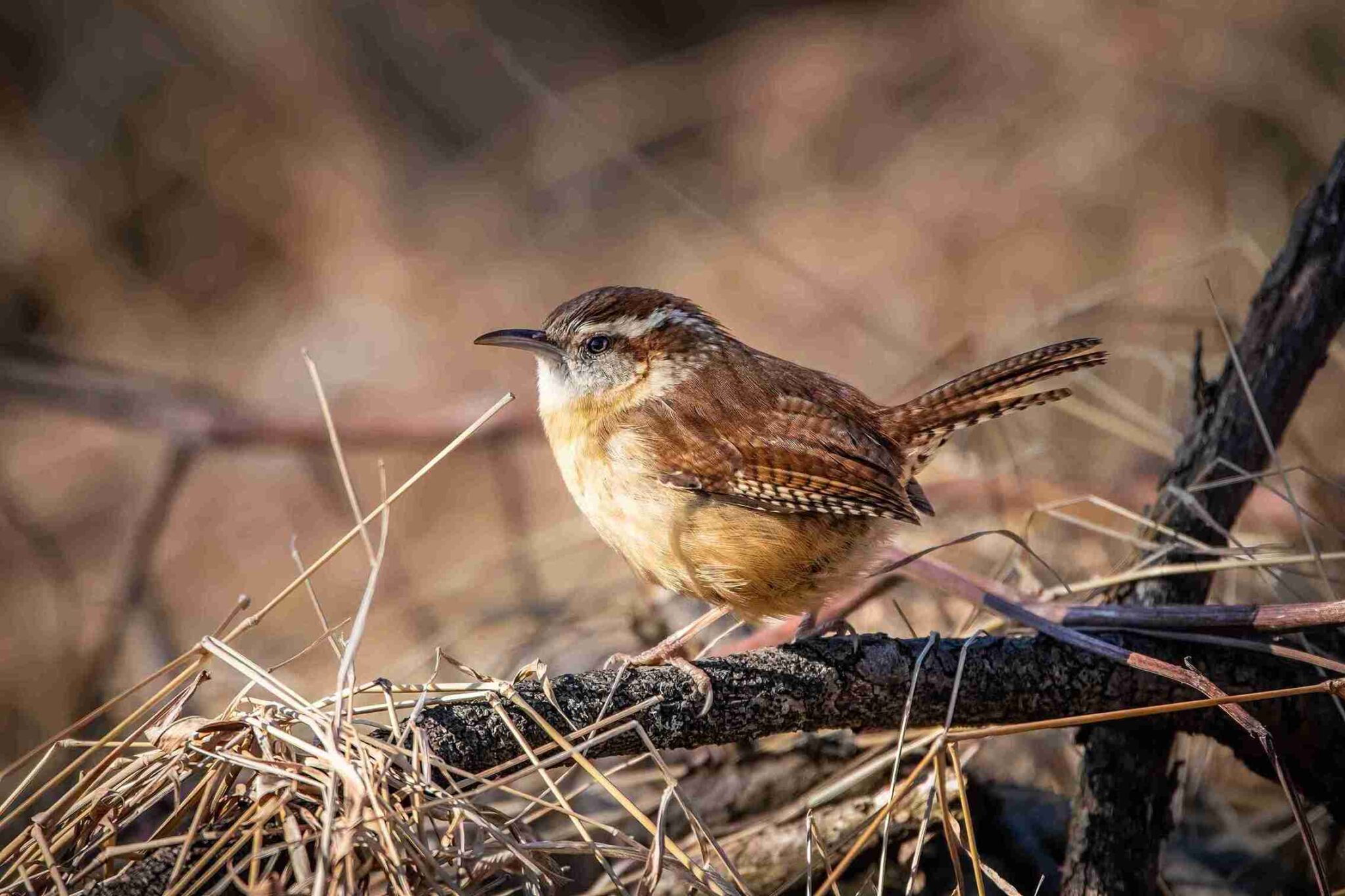 Carolina Wren Archives - All Bird Species