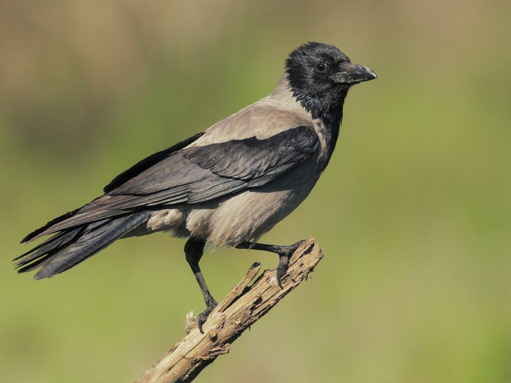 Hooded Crow - All Bird Species