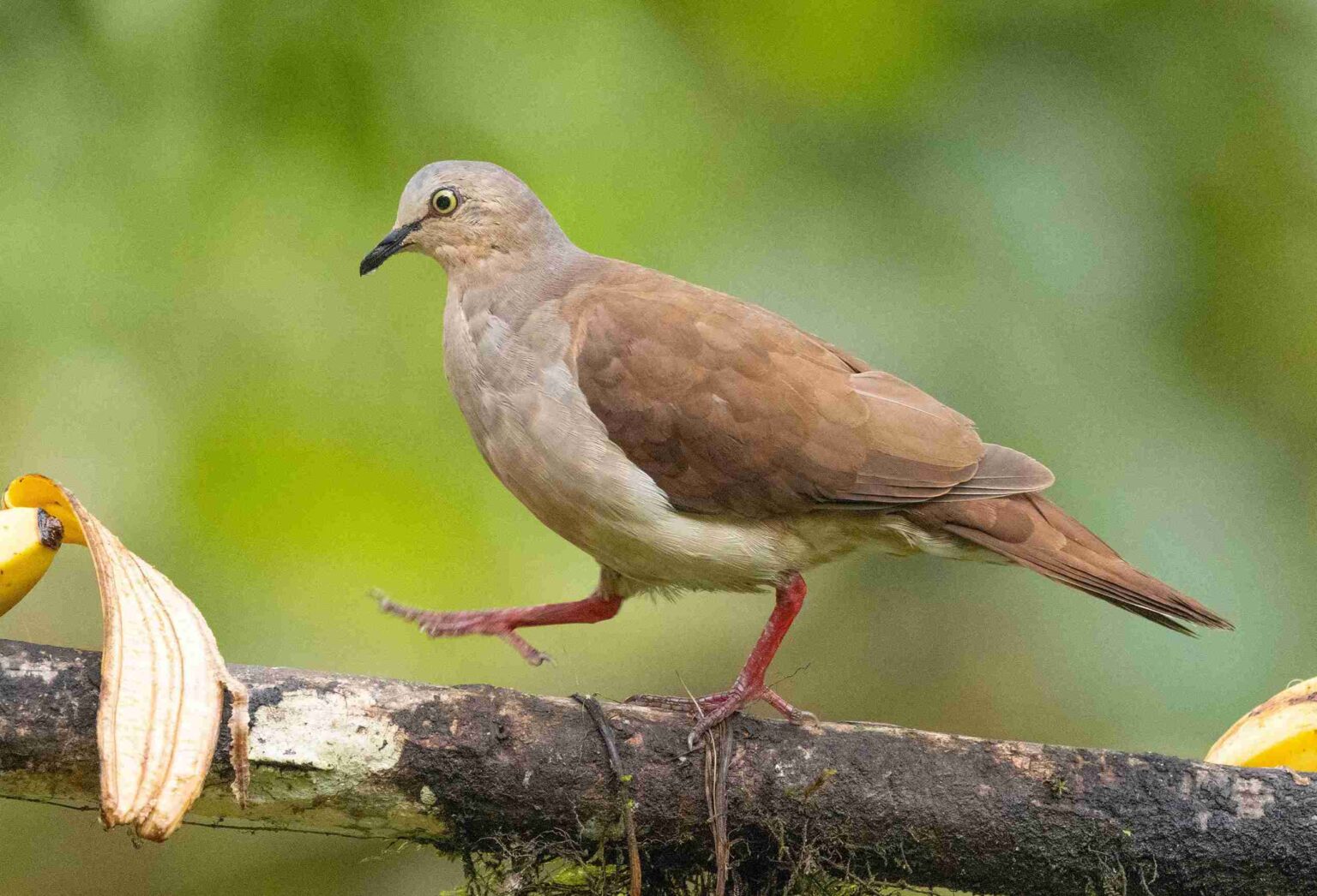 All About Baby Mourning Doves: Facts, Care, and How to Help