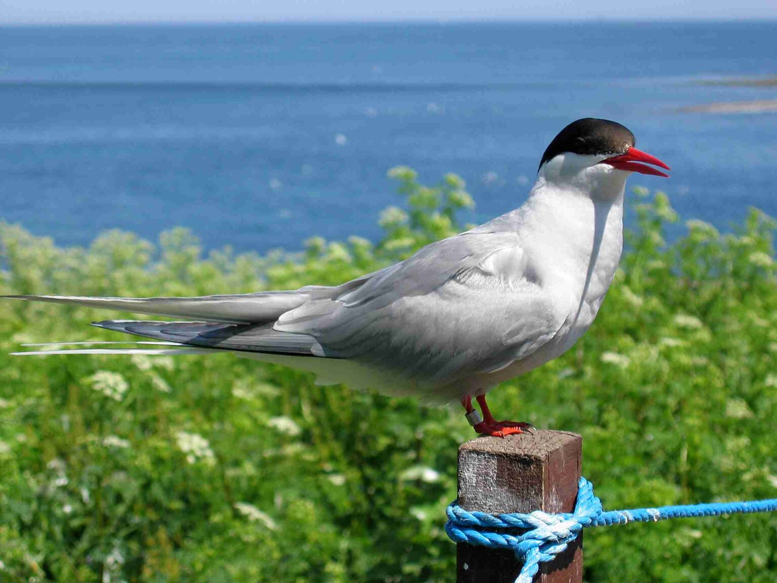arctic tern - All Bird Species