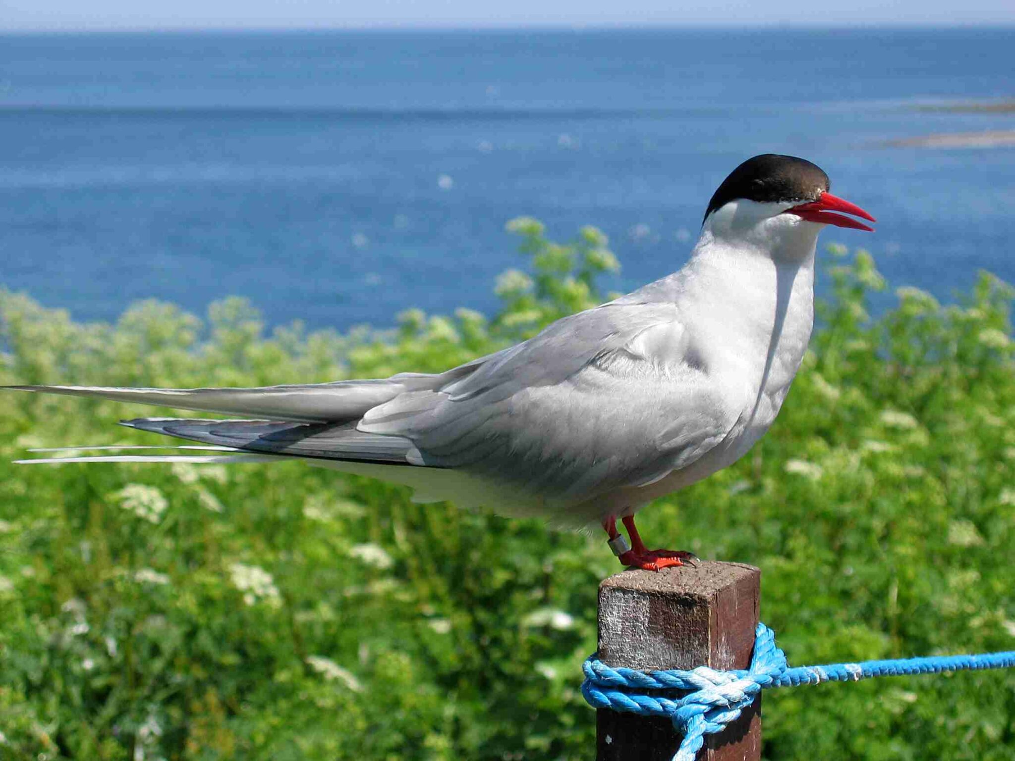 arctic tern - All Bird Species