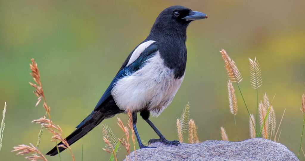 black billed magpie - All Bird Species