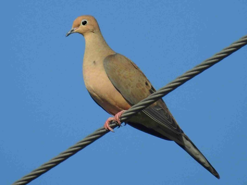 Emerald Dove - All Bird Species