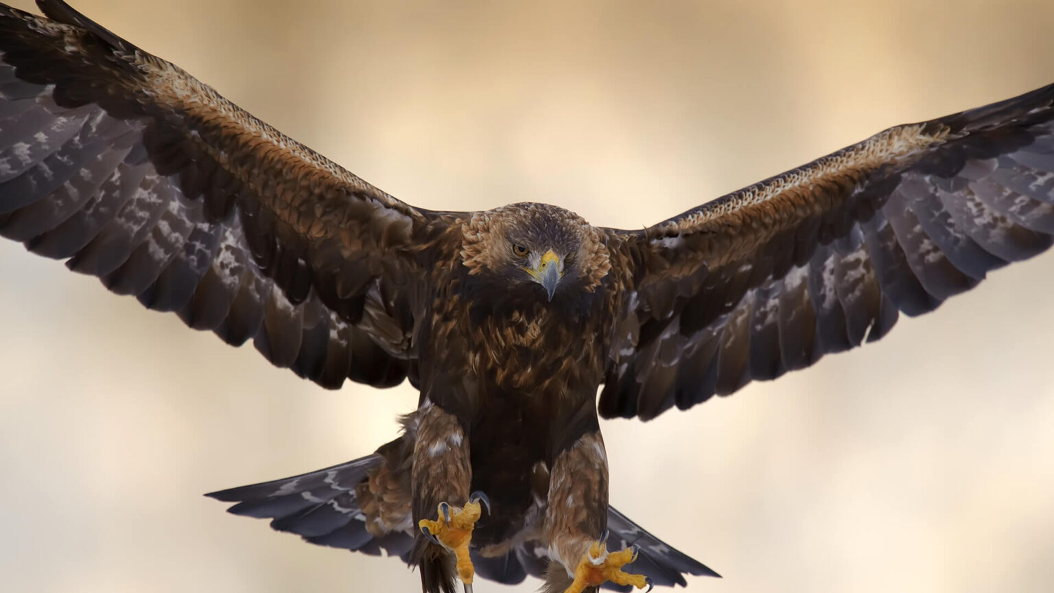 brown eagle - All Bird Species