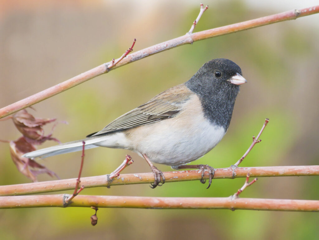 california junco - All Bird Species