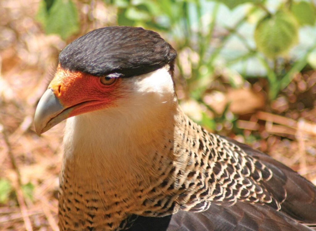 Shaheen - All Bird Species