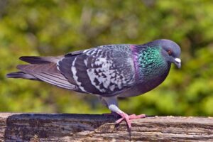 columba livia - All Bird Species