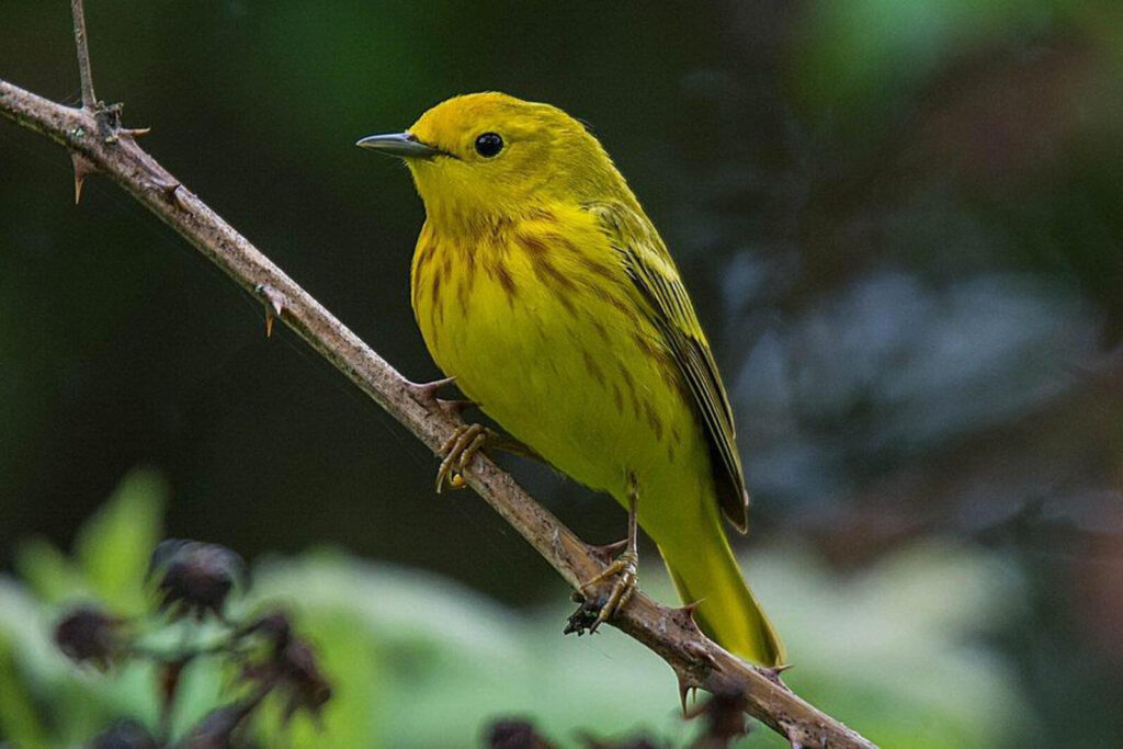 Shaheen - All Bird Species