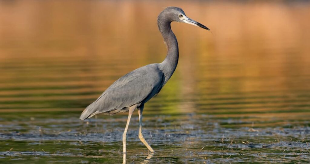 12 Types of Herons in Texas (ID Guide With Photos)