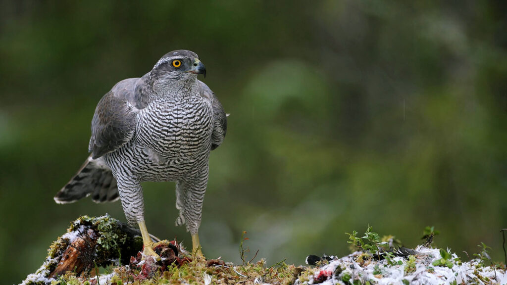 northern goshawk - All Bird Species