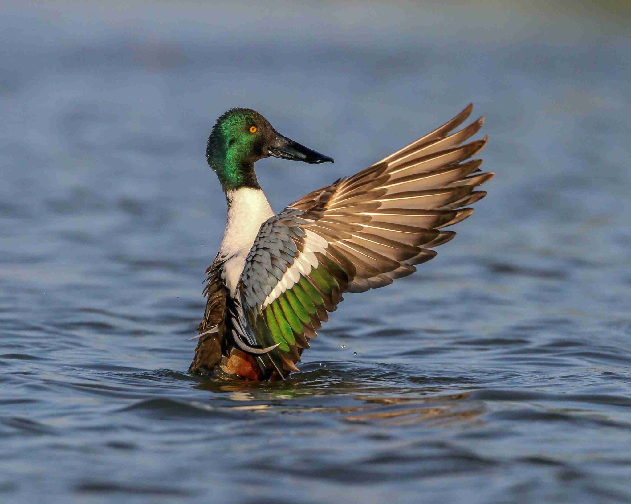 northern shoveler - All Bird Species