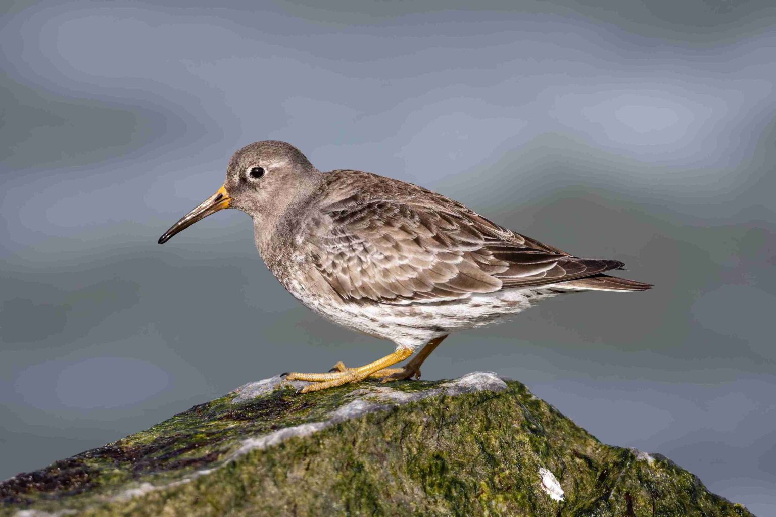 purple sandpiper - All Bird Species