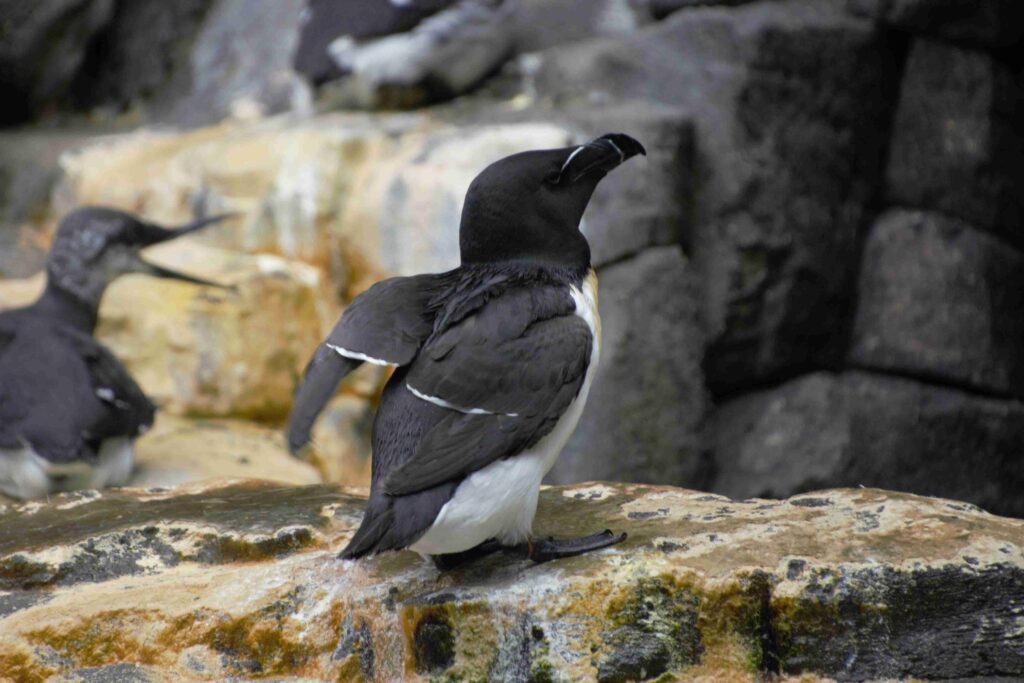 razorbill - All Bird Species