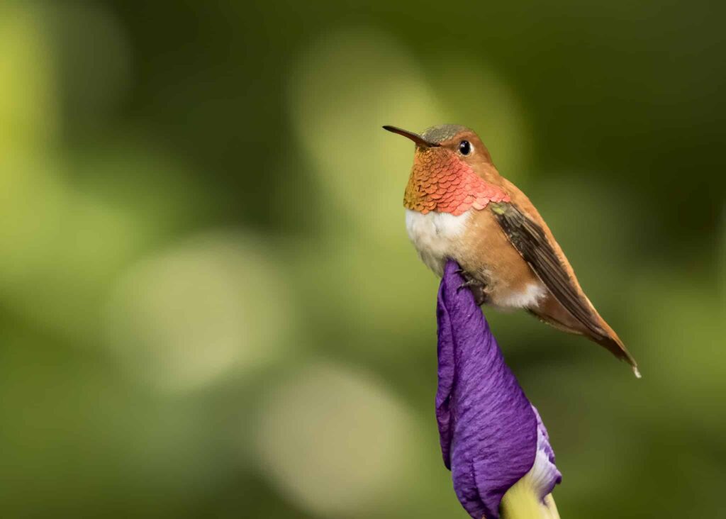 Top 10 Types of Scary Bird Species! Unlock the Mystery