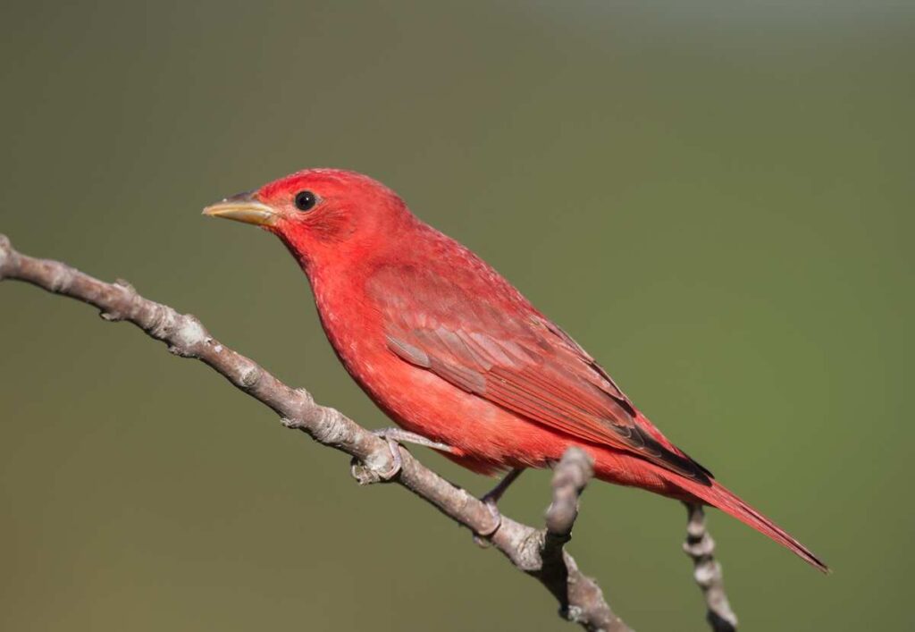 tanager - All Bird Species