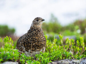 tarmigan - All Bird Species