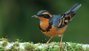 varied thrush - All Bird Species