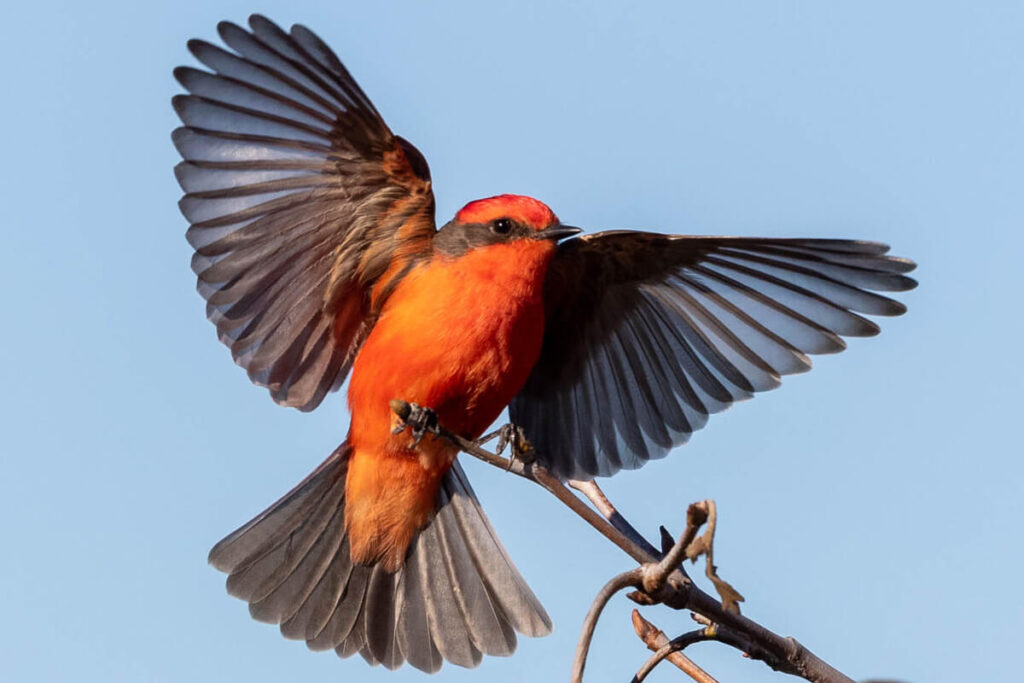 vermilion flycatcher - All Bird Species