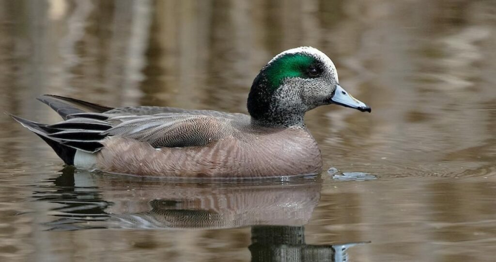 widgeon - All Bird Species