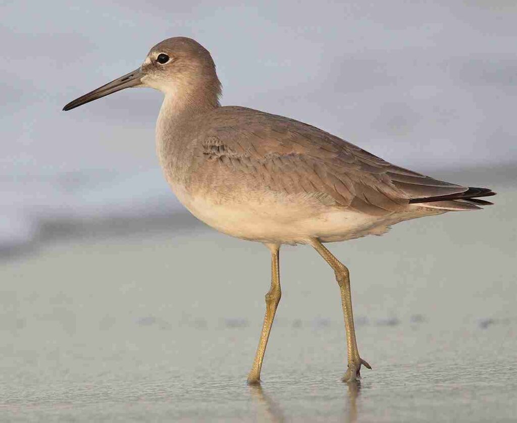 Top 13 Birds Of Africa (ID Guide With Pictures)