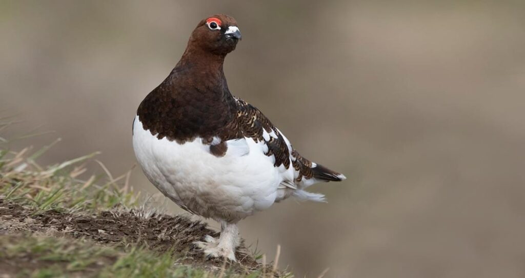 spruce grouse - All Bird Species