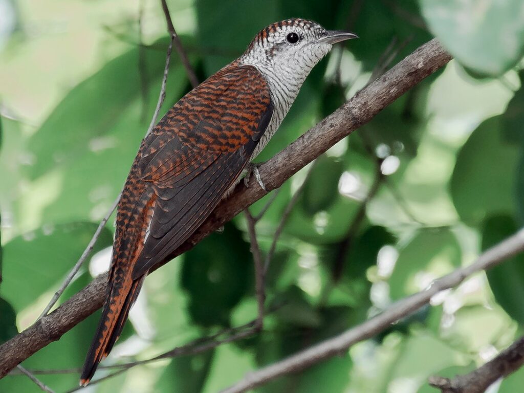 Banded Bay Cuckoo Archives - All Bird Species