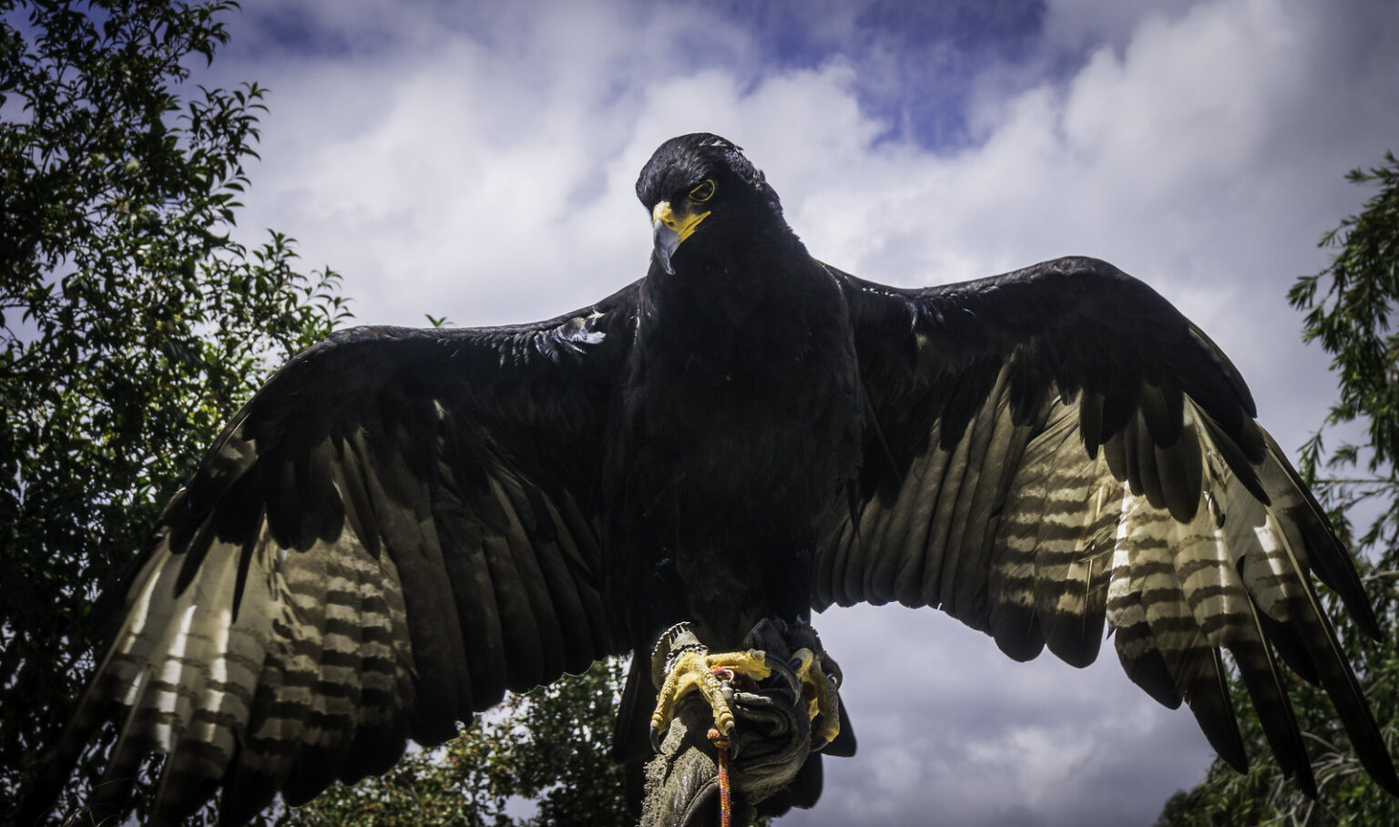 corvid birds - All Bird Species