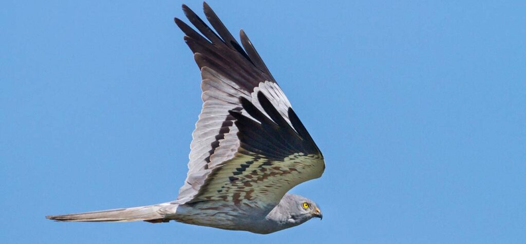 Montagu’s Harrier - All Bird Species
