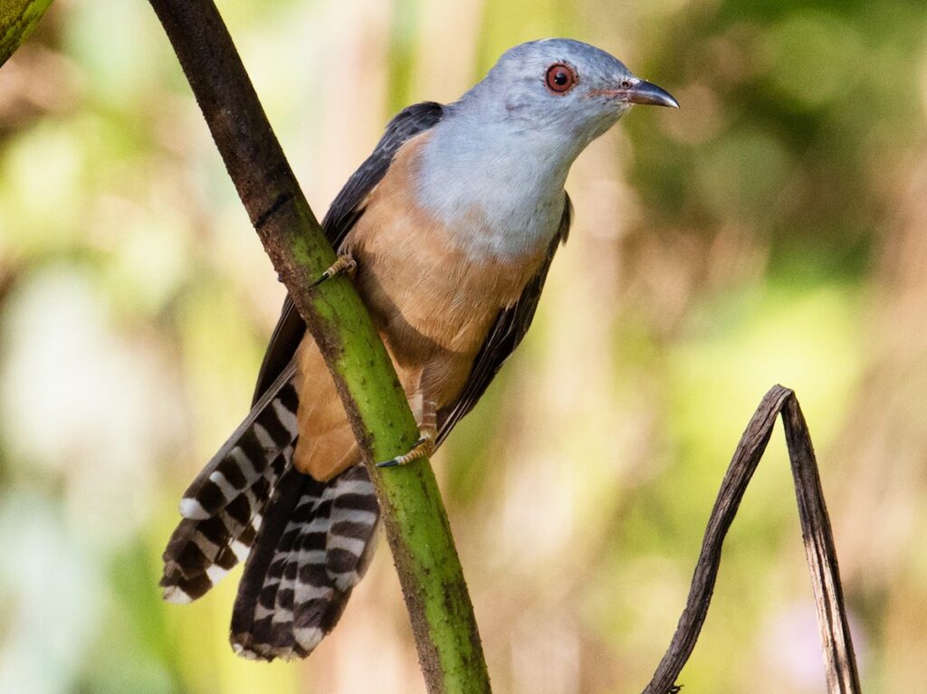 Plaintive Cuckoo - All Bird Species